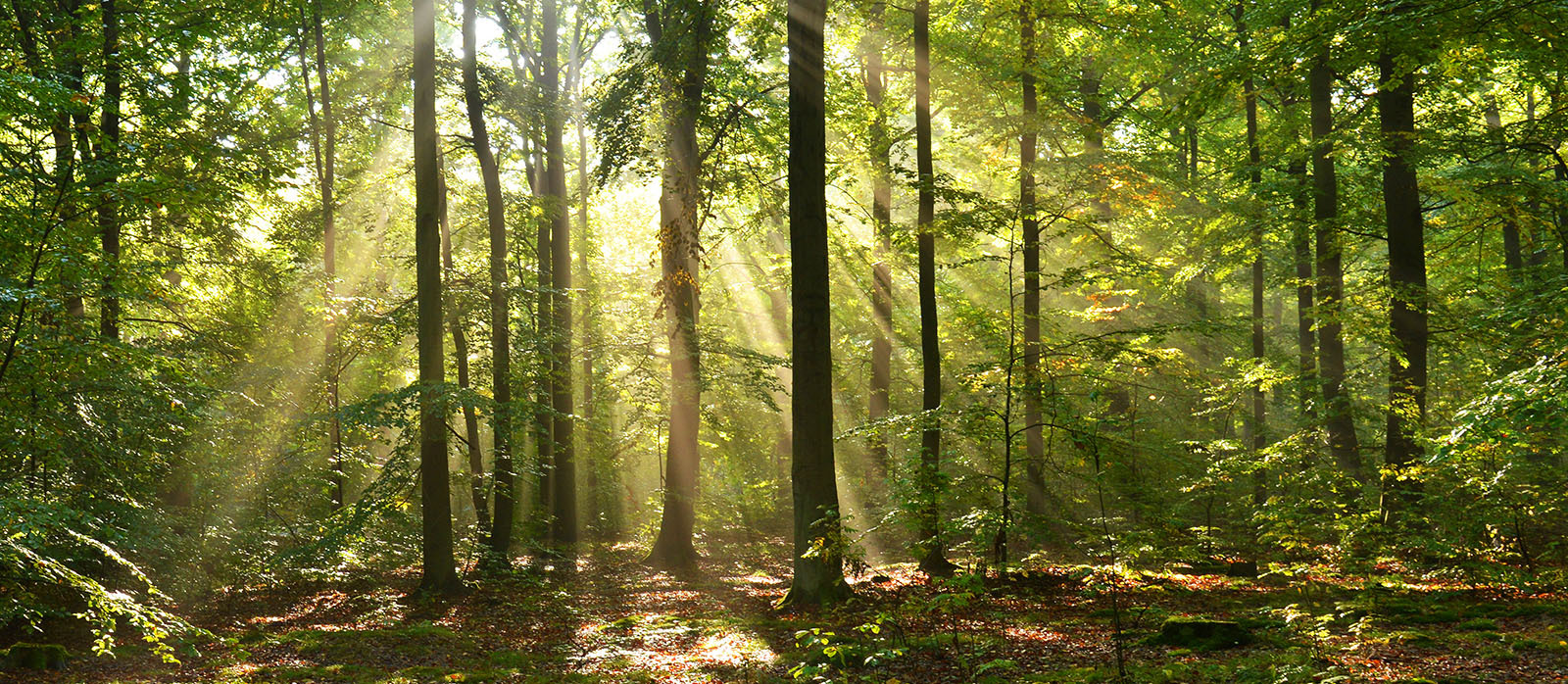 La forêt – Ville de Ceyrat
